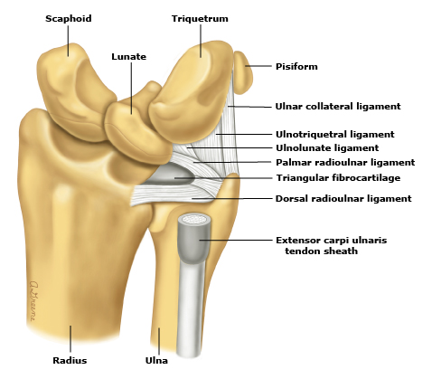 Anatomy_TFCC - Docjoints | Dr. Sujit Jos – Expert Shoulder, Knee & Hip ...